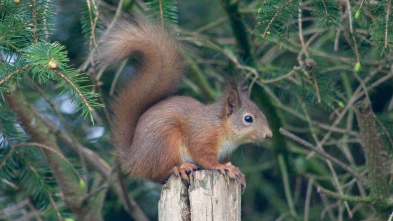 Your pictures of Scotland: 24 - 31 May - BBC News