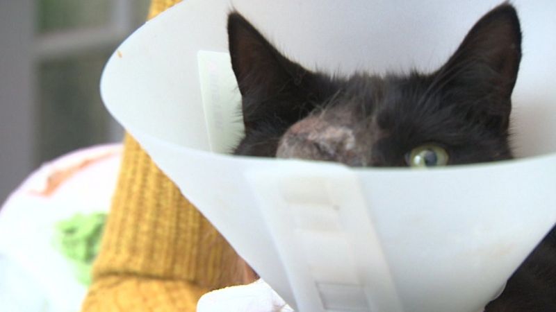 Hunt for Paignton cat killer 'who mutilates pets' - BBC News