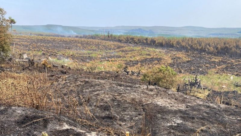 Wildfires: Environmental damage 'indescribable', says forestry official ...