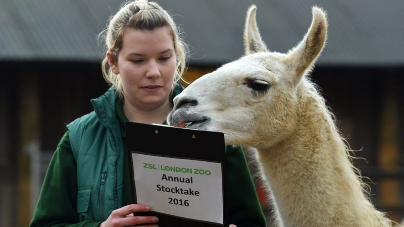 In pictures: The great London Zoo animal count - BBC News