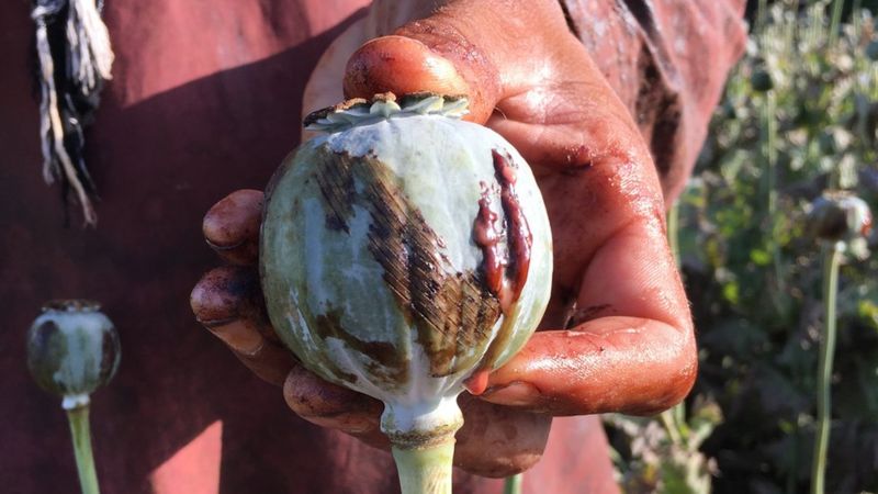 The opium farmers with the police on their side - BBC News