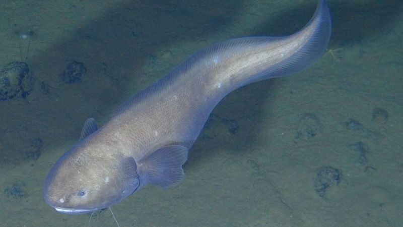 Cómo es Clarion-Clipperton, la enigmática y rica zona del océano ...