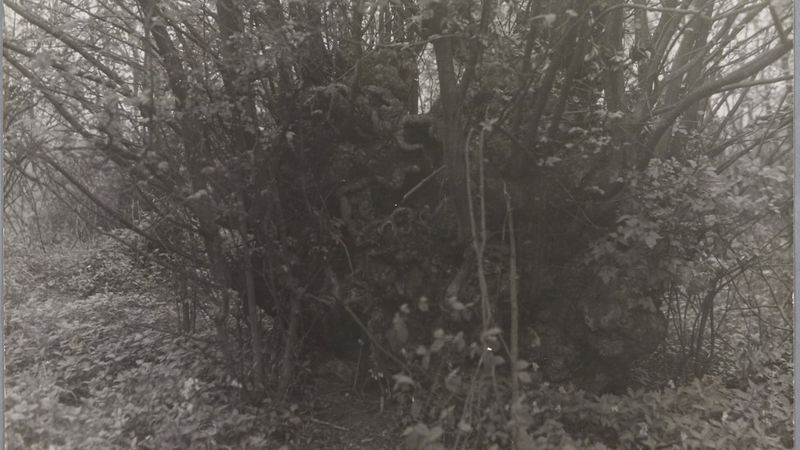 Body in the tree murder explored in BBC Sounds podcast - BBC News