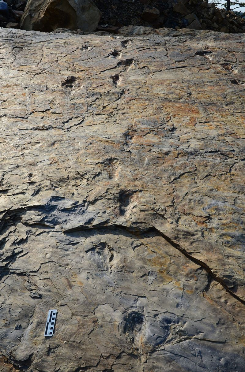 Fossil tracks left by an ancient crocodile that 'ran like an ostrich ...