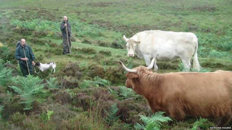 In pictures: The Droving Project - BBC News