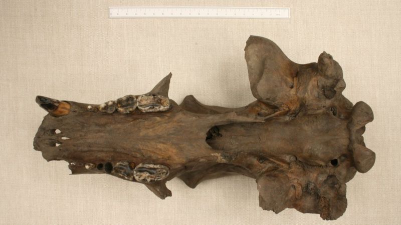 Lost history of brown bears in Britain revealed - BBC News