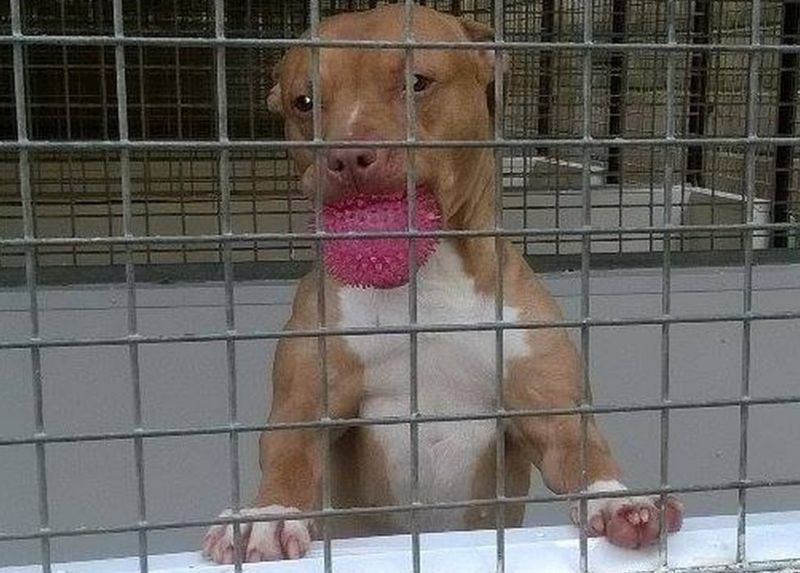 'Death Row' dog Stella freed and gets new owner - BBC News