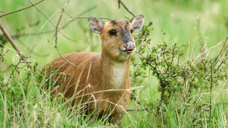 The invasive species causing concern across Ireland - BBC News