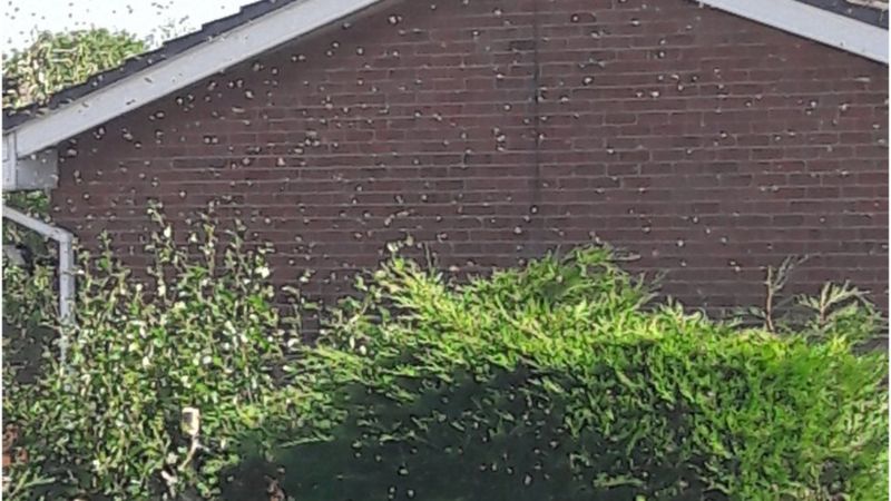 'Thousands of bees filled our garden' - BBC News