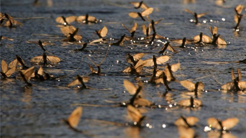 In pictures: Mayfly swarms dance on Hungary river - BBC News