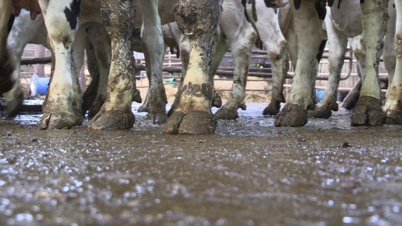 Farm ammonia levels 'must be addressed' - BBC News