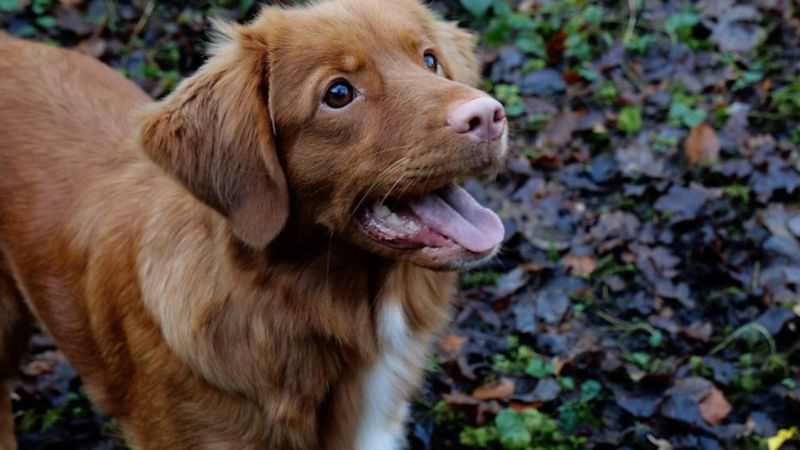 Lost dogs: The team reuniting pooches with their owners - BBC News