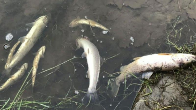 Wales' farm pollution action 'absolutely useless' - BBC News