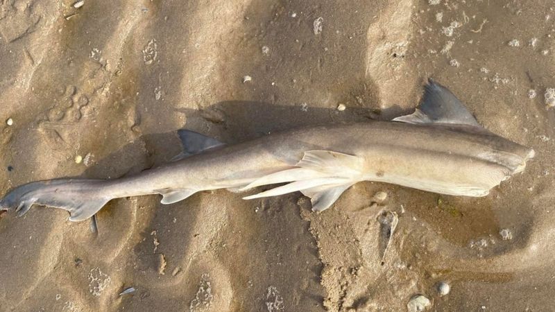 Dead sharks on beach prompt calls for fishing net ban - BBC News