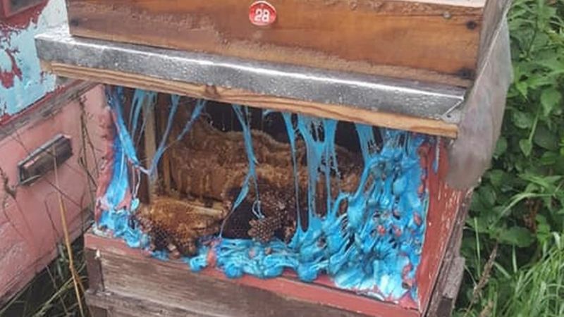 New Mills: Bees killed as vandals attack orchard's hives - BBC News
