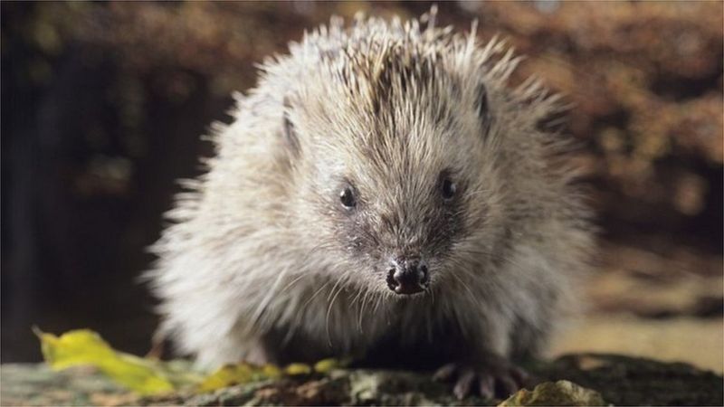 Petition gathers pace to save hedgehogs from extinction - BBC News