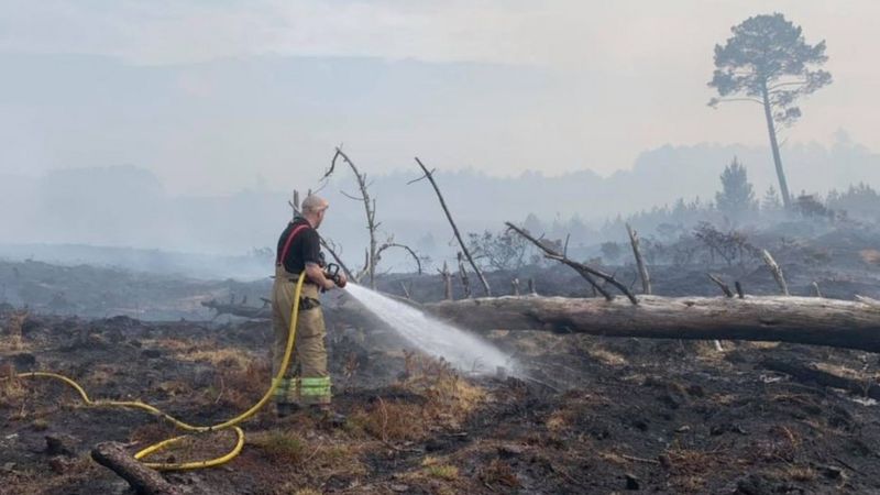 Wareham Forest fire: Tree replanting 'rushed', charities warn - BBC News