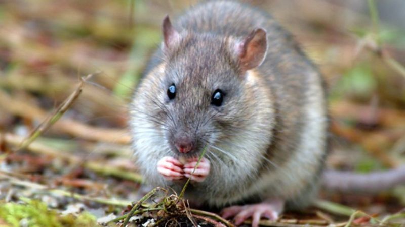 Drones help Galapagos tackle rat infestation - BBC News