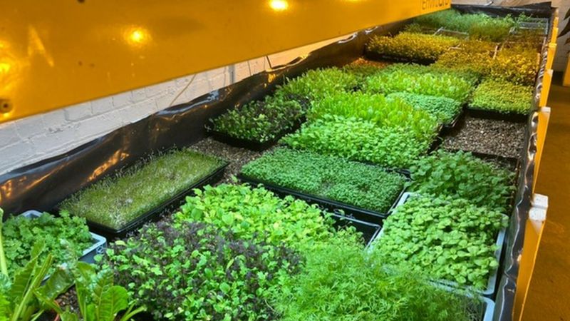 Sheffield underground farm is 'green and sustainable' - BBC News