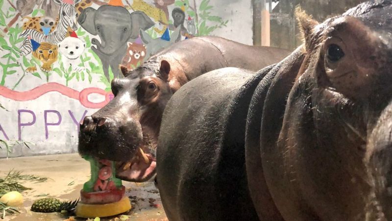 Fiona the hippo celebrates 1st birthday - BBC Newsround