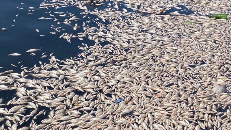 Thousands of fish suffocate in Leicester city centre river - BBC News