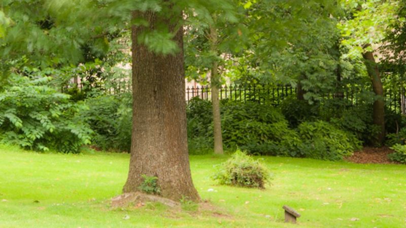 HS2 route Cubbington pear is 2015 'Tree of the Year' - BBC News