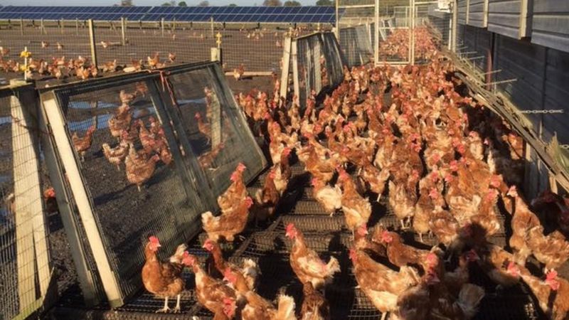 Thousands of chickens are put up for sale on Facebook by a Yorkshire ...
