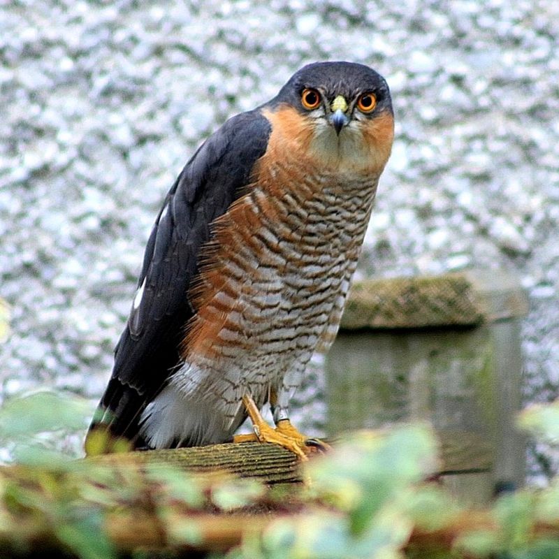 Your pictures of Scotland 27 March-3 April - BBC News