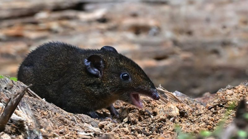 Five new soft-furred hedgehog species discovered - BBC News