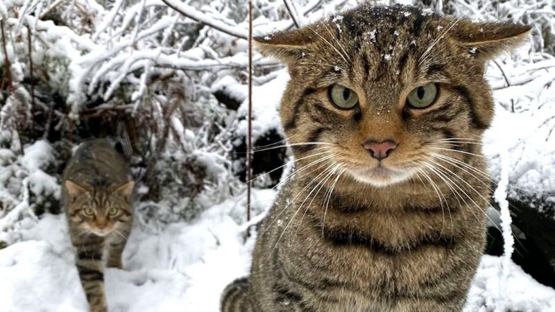 Scotland's wildcat on brink of extinction - research - BBC News