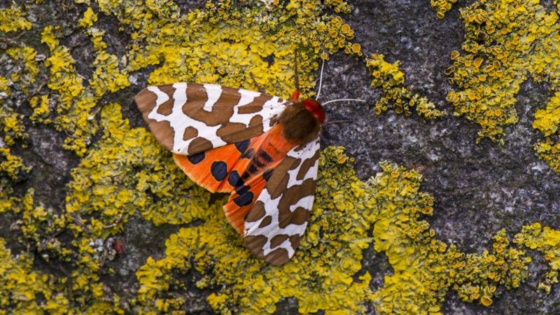 Moths: British moths in decline due to climate change - BBC Newsround