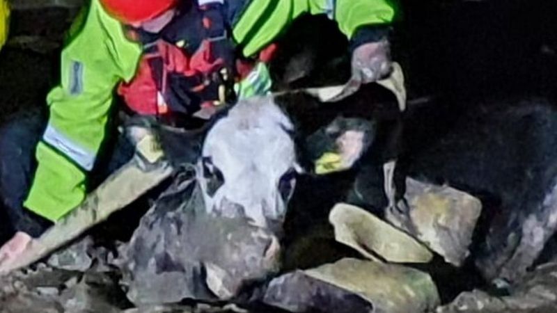 Gower: Woman gets stuck in quarry trying to rescue sheep - BBC News
