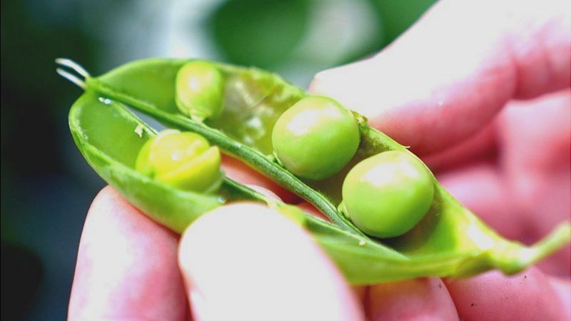 Peas that don't taste like peas could help the planet - BBC News