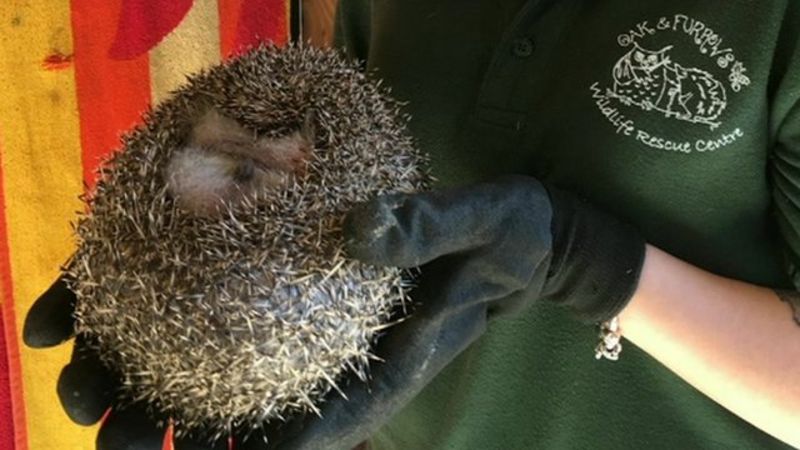 'World's fattest hedgehog' placed on diet and exercise regime - BBC News