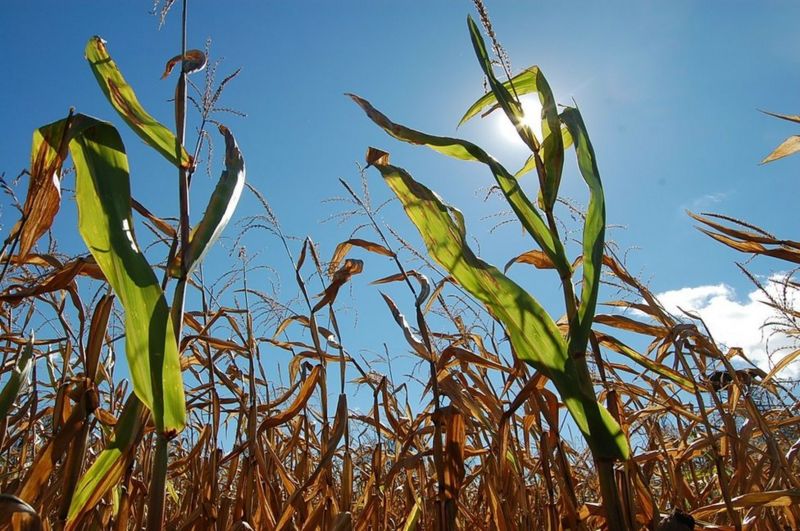 Your pictures: Crops - BBC News