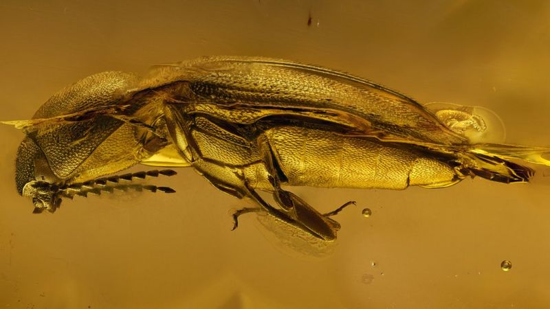Stunning photos of the ancient insects caught in amber - BBC Newsround