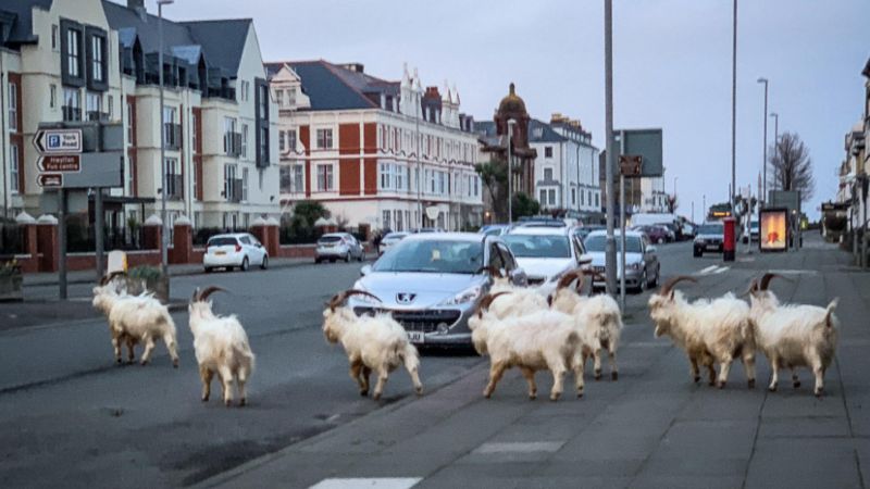 Coronavirus: Goats take over empty streets of seaside town - BBC News