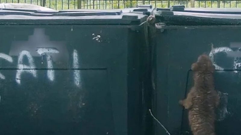 Blatant breaches of dead animal disposal uncovered - BBC News