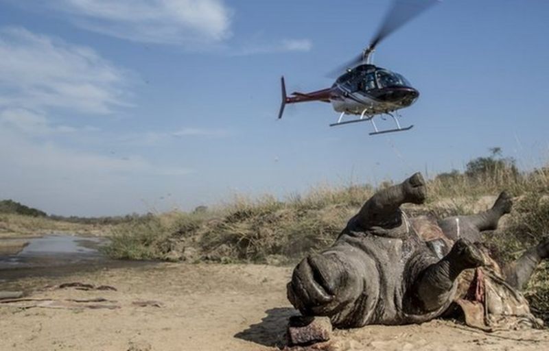 The snipers trained to protect rhinos - BBC News