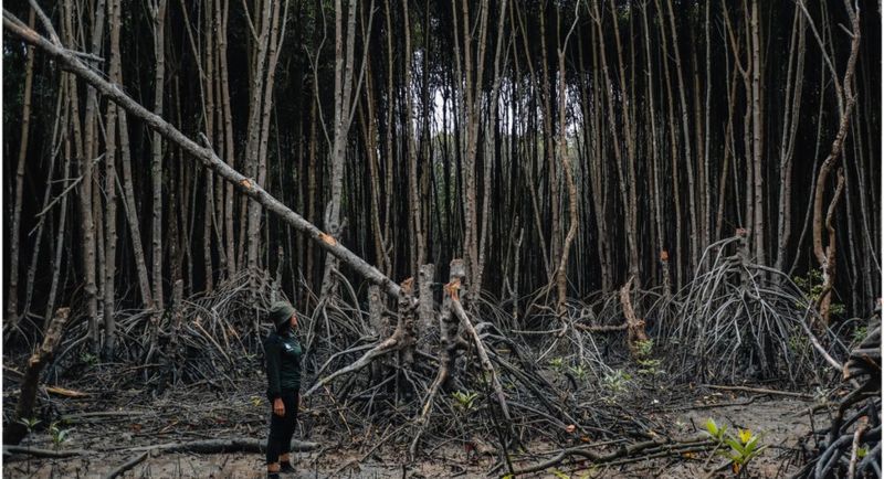 Mangrove forests: Photography winners show beauty of ecosystems - BBC News