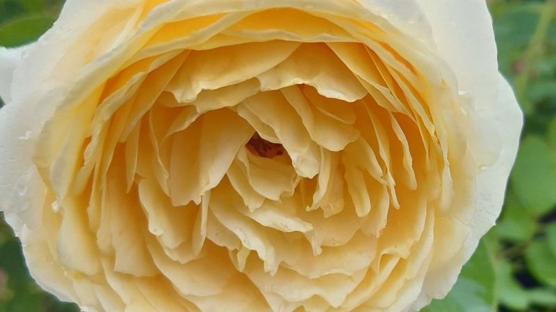 Black History Month Rose Named After 18th Century Gardener Bbc News