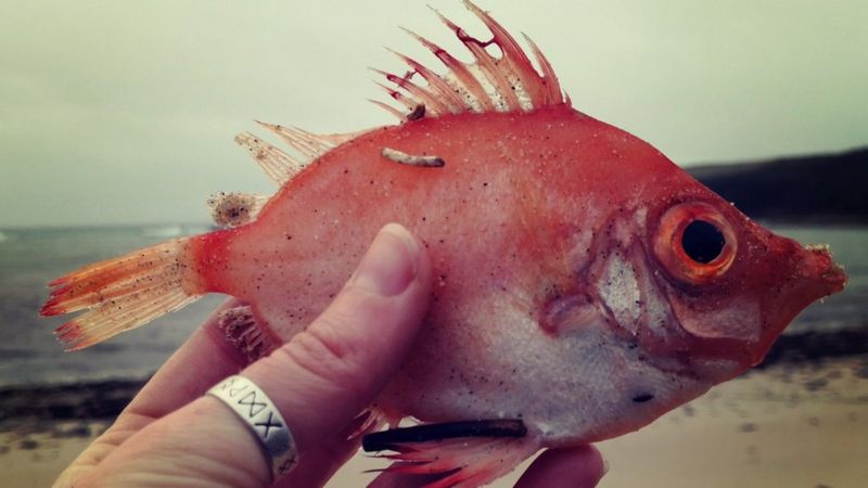 Rare boar fish wash up on beaches in south-west England - BBC News
