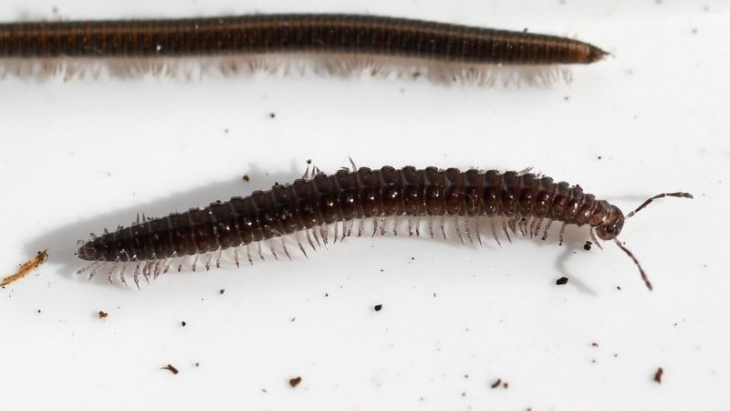 Millipede so rare 'it doesn't even have a name' discovered - BBC News