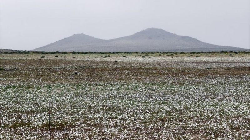 Chile's Atacama desert: World's driest place in bloom after surprise ...