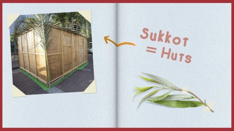 Sukkot: What is it and how do people celebrate the Jewish harvest festival? - BBC Newsround