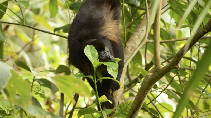 El misterio de los monos de Costa Rica que se están volviendo amarillos ...