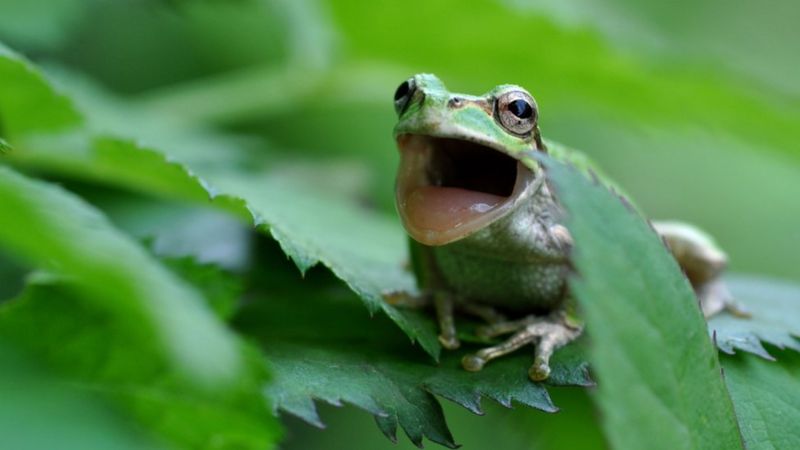 Some frogs emit ultrasonic screams humans can't hear because they're so ...