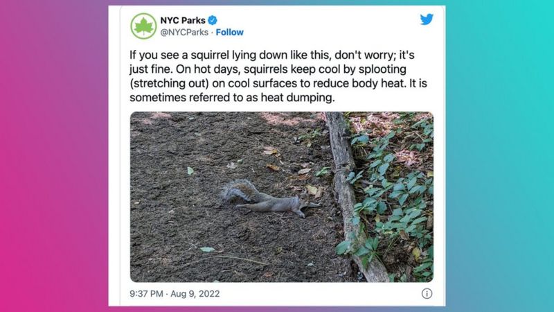Why animals can be seen 'splooting' in hot weather - BBC Newsround