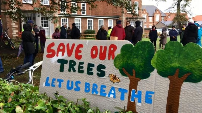 Diseased Newark tree to be felled despite long-running campaign - BBC News