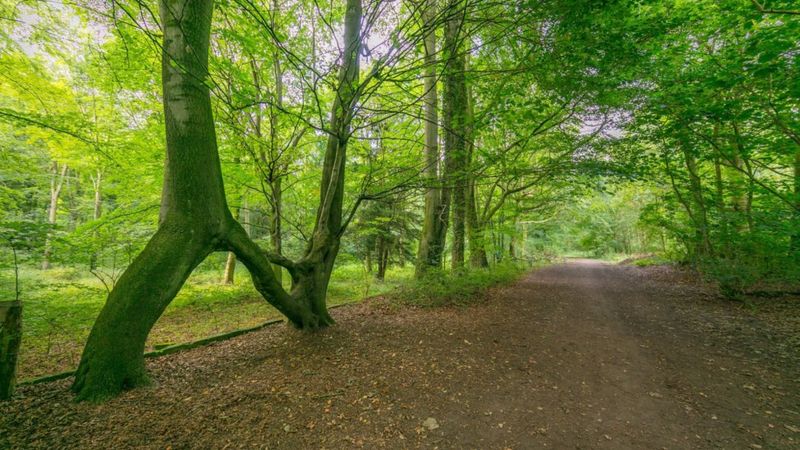 Nellie's Tree wins England's Tree of the Year - BBC News